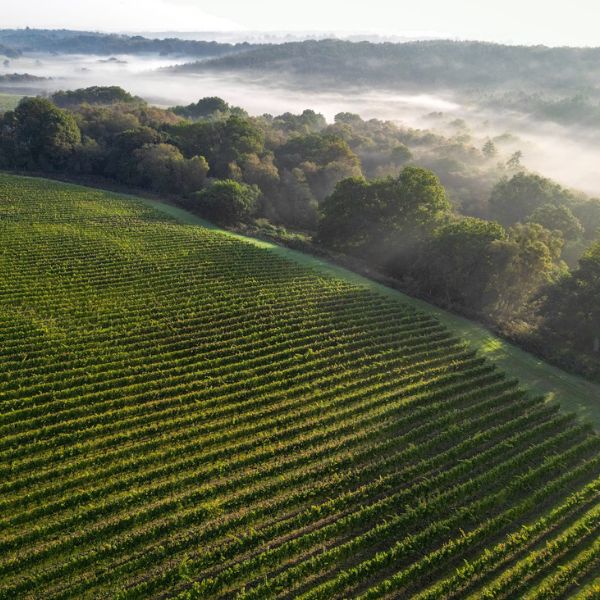 Sparkling Wines | Leonardslee Family Vineyards – Leonardslee Shop